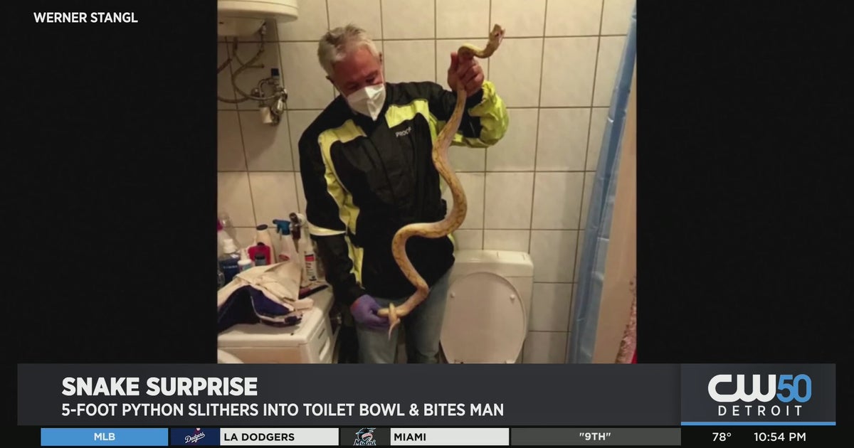 5-Foot Python Slithers Into Toilet Bowl, Bites Man - CBS Detroit