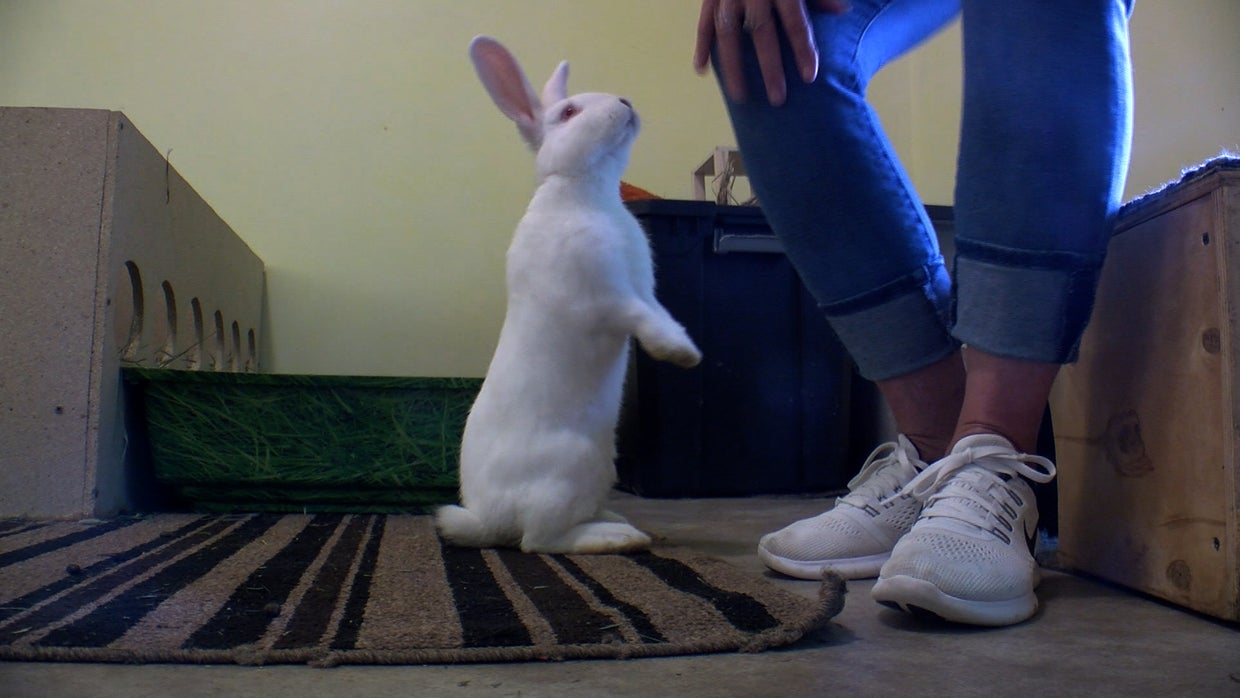 Abandoned Rabbits, Adopted During Pandemic, Multiplying In Some ...