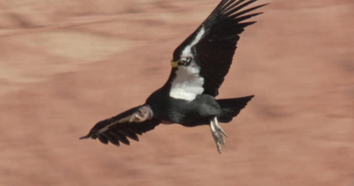How hunters can aid the California condor's comeback - CBS News