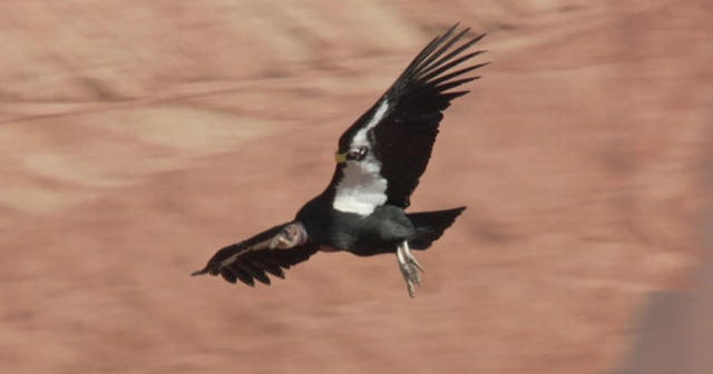 How hunters can aid the California condor's comeback - CBS News