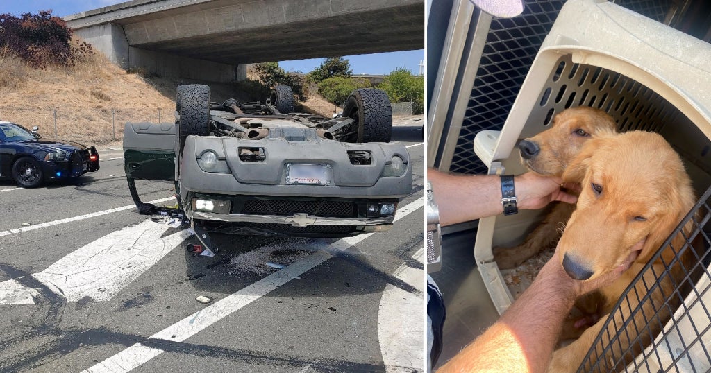 Stolen Puppies Recovered OK From Overturned Truck Crash In Hayward ...