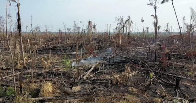 A "really big warning" for the planet: Part of Amazon rainforest is ...