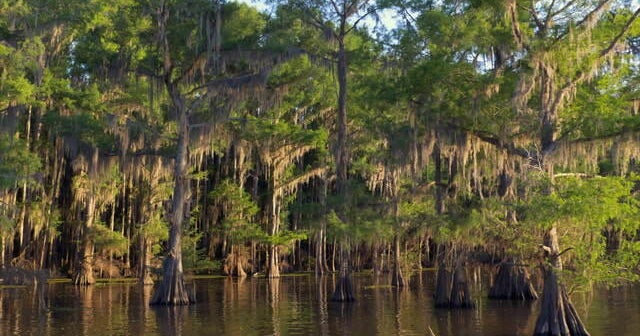 Nature Caddo Lake Cbs News