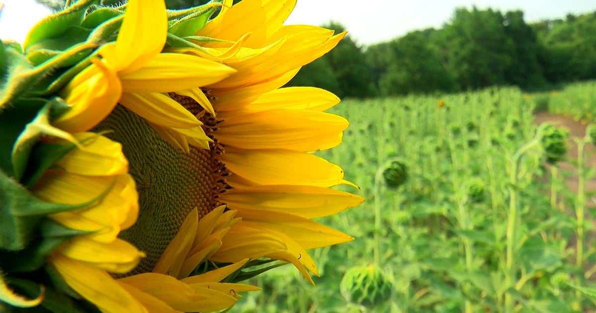 Sunflower Field Planted In Honor Of Buffalo Clinic Shooting Victims ...