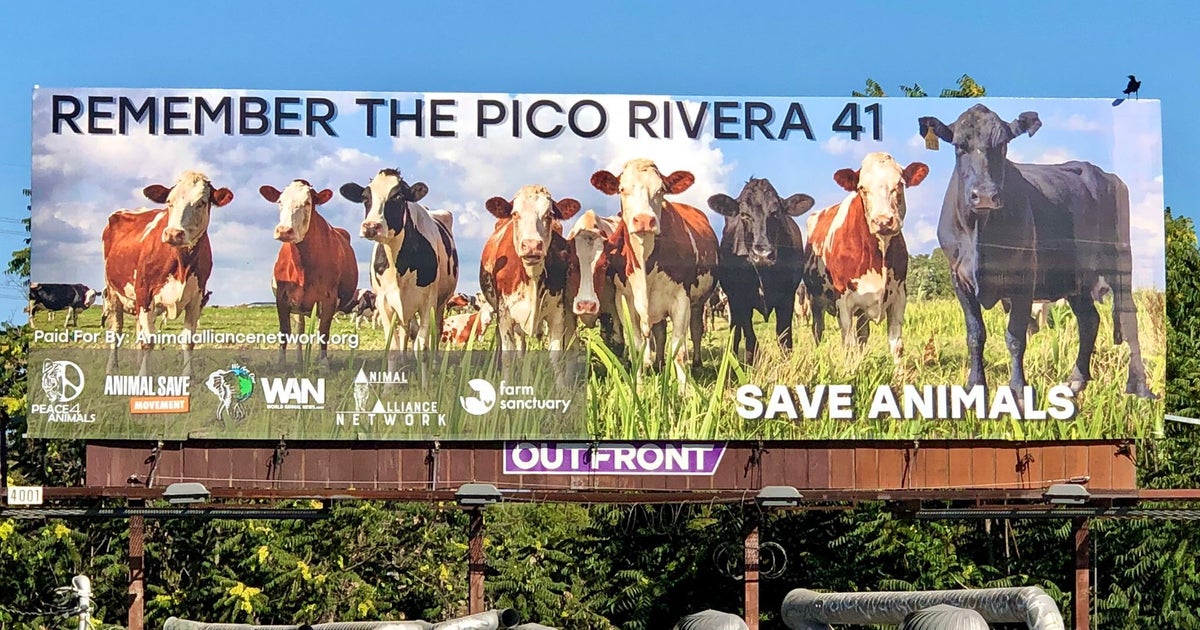 Billboard Goes Up In Pico Rivera To Remember Escaped Cows - CBS Los Angeles