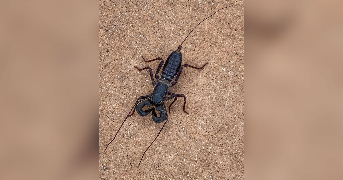 Acid-Shooting Whip Scorpions Seen Roaming Texas National Park - CBS Texas
