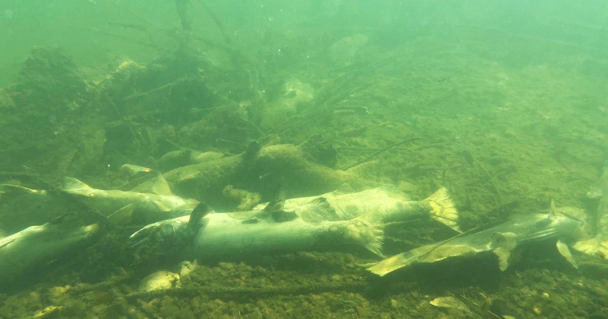 Warming Rivers In US West Killing Fish, Imperiling Industry - CBS ...