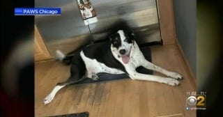 PAWS Pet Of The Week: Stan Lee - CBS Chicago