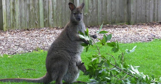 This Chicago-area zoo is helping raise a baby: Whitney the wallaby ...
