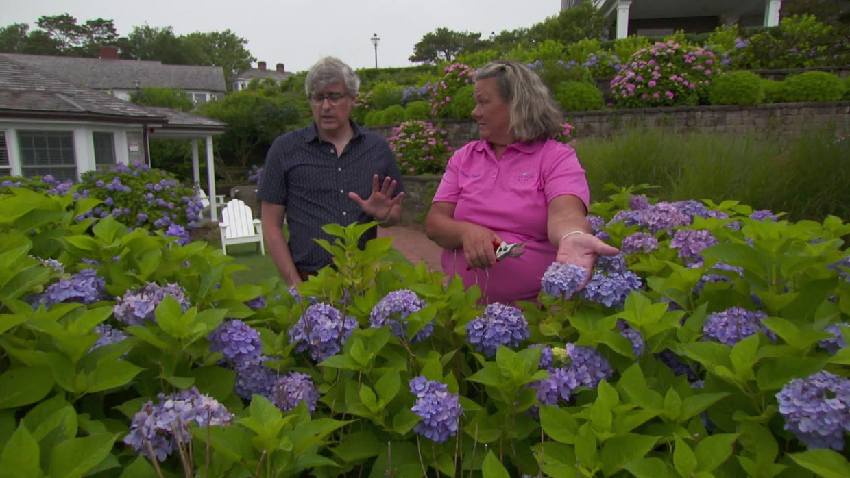 Nurturing the magic of hydrangeas - CBS News