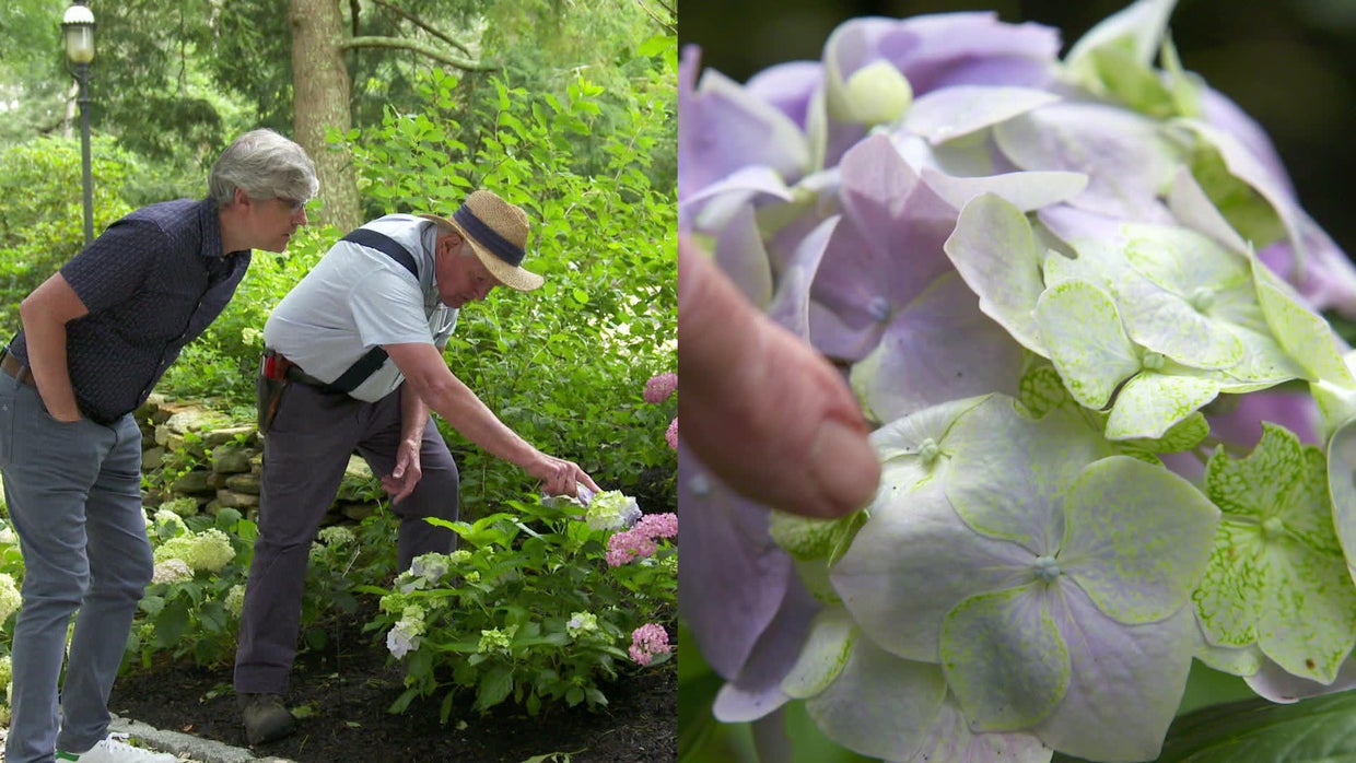 Nurturing the magic of hydrangeas - CBS News