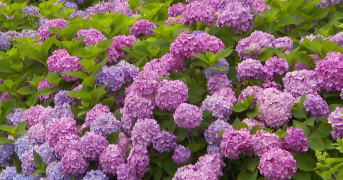 Nurturing the magic of hydrangeas - CBS News