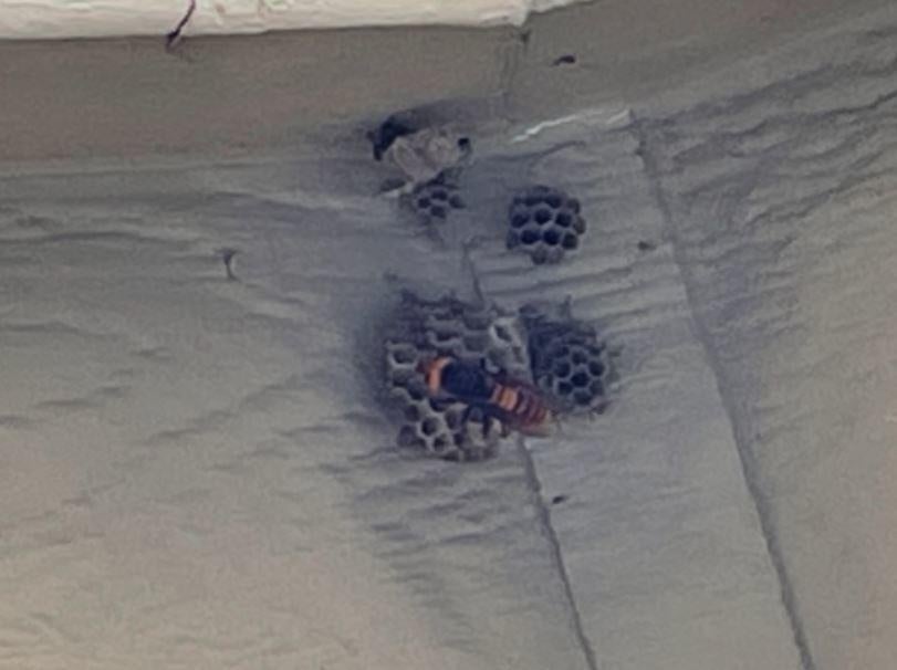 "Murder hornets" in America: What you need to know