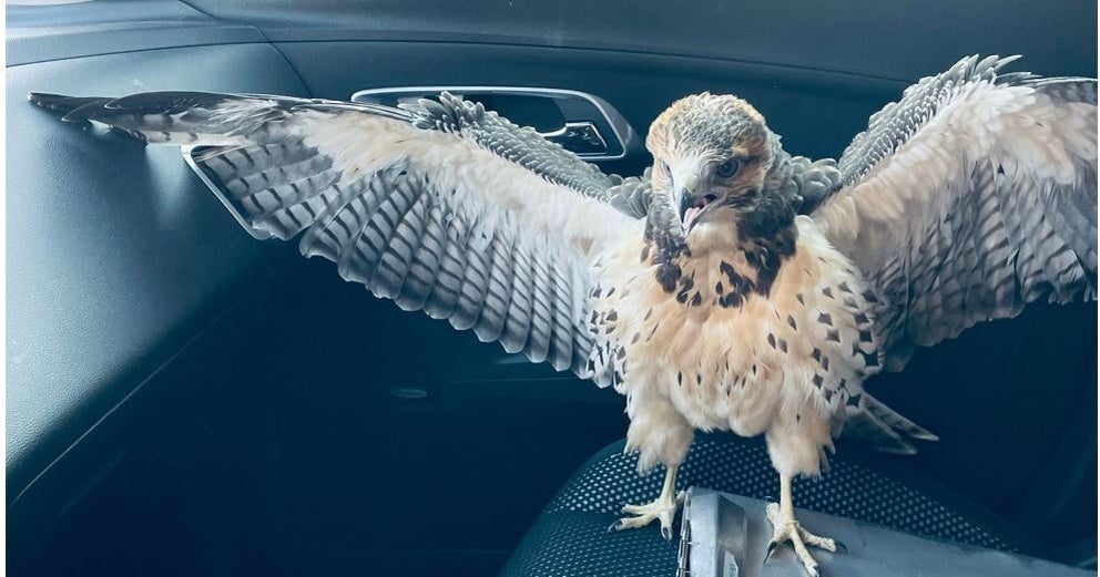 Aurora Police Officer Helps Bird Hit By Car - CBS Colorado