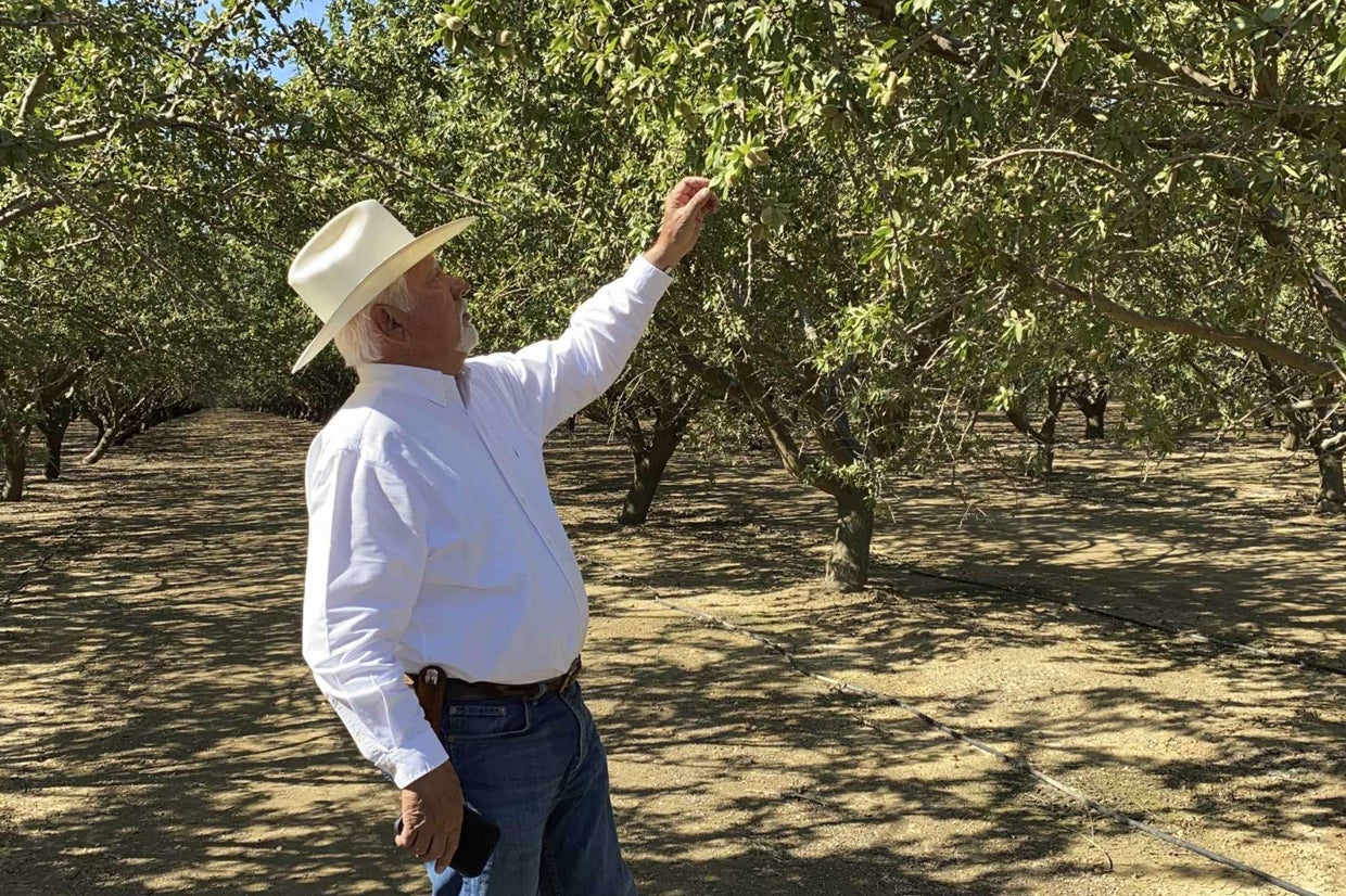 Historic drought could torch California's $6 billion almond industry ...