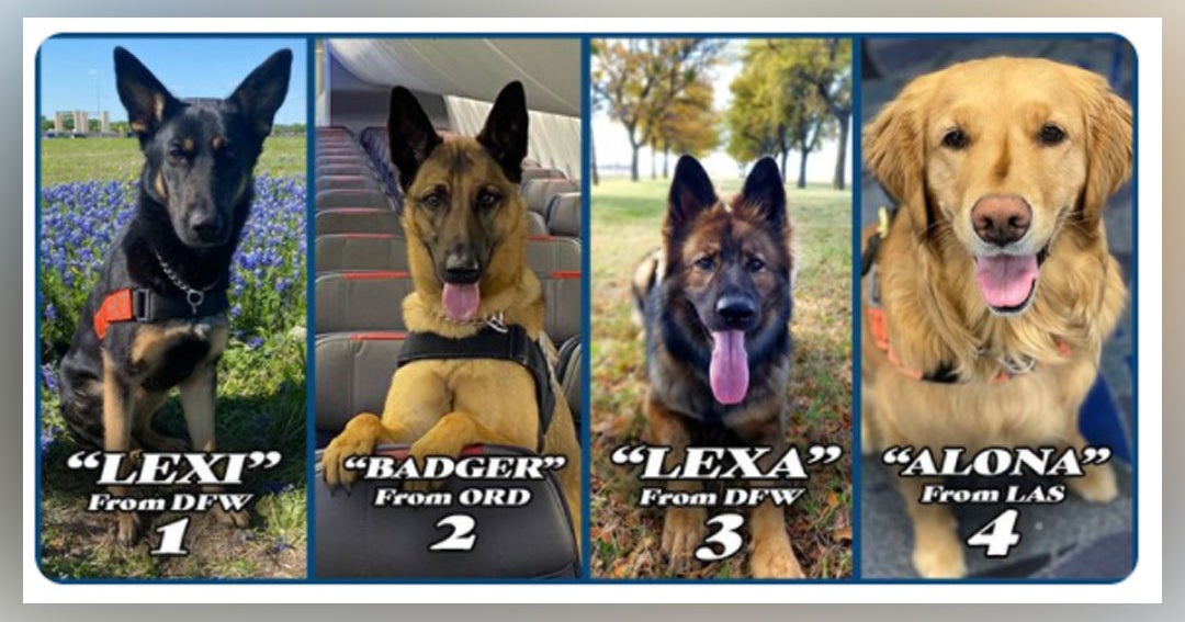 VOTE: 2 German Shepherds At DFW Airport Are Finalists For TSA's 'Cutest ...