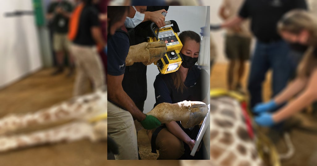 Como Zoo: Team Of Experts Work Together To Treat 12-Year-Old Giraffe's ...