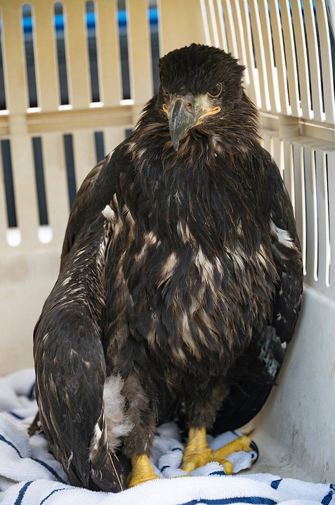 PIX: The Rehab and Release Of An Injured Juvenile Bald Eagle