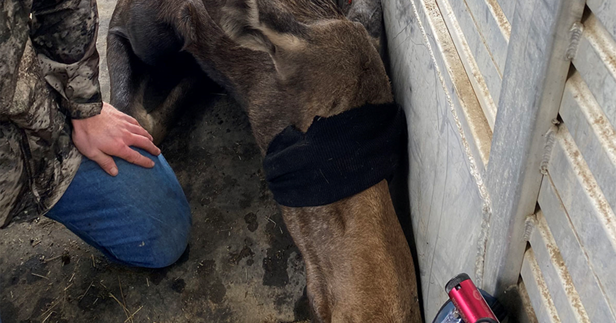 Moose Falls Into Basement Of Home Destroyed By East Troublesome Fire ...