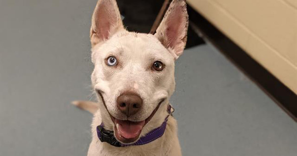 It's Name-Your-Price For Adult Dog & Cat Adoptions This Week At The ...