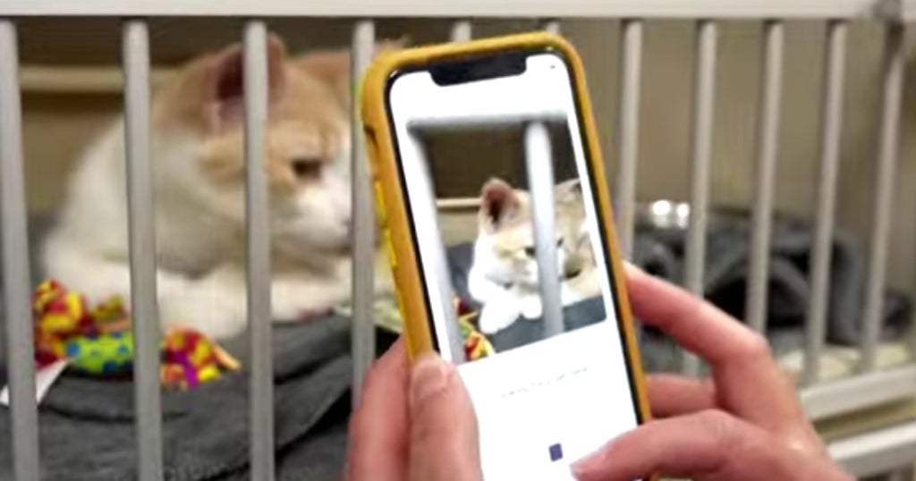 New App Uses AI To Track Your Cat's Health And Mood Using Facial ...