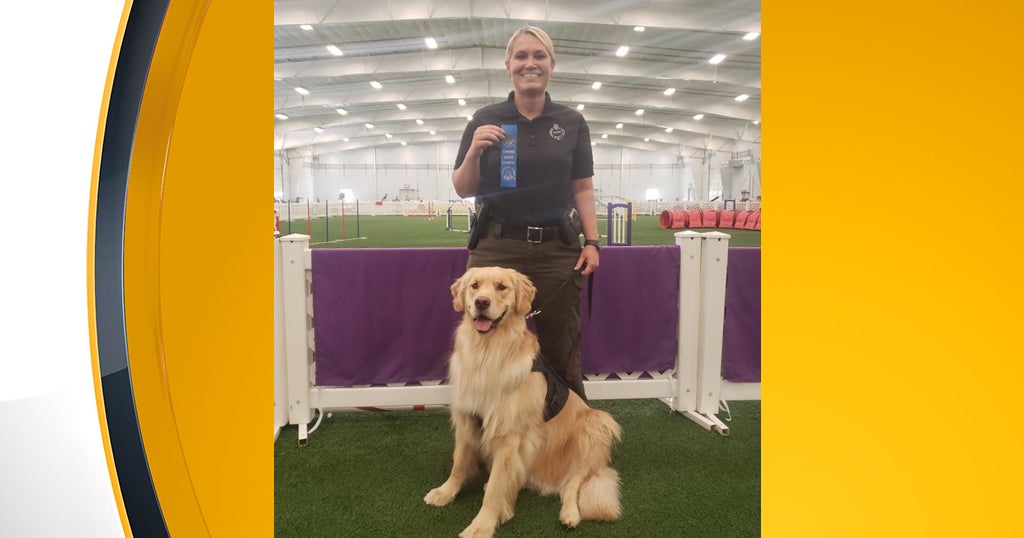 Pittsburgh Police Comfort Dog Zane Passes 'Good Citizen' Test - CBS ...