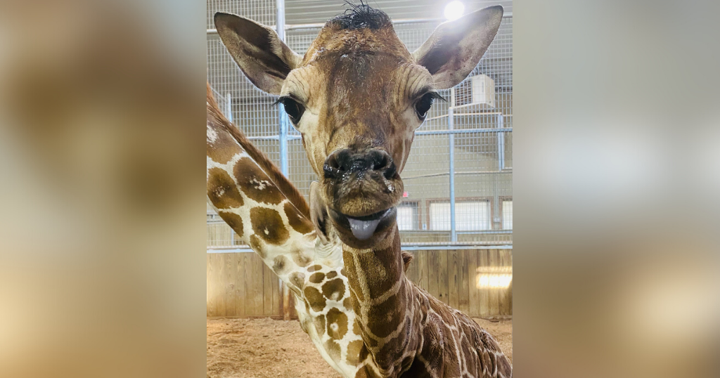 Giraffe Calf Born At Keystone Safari In Grove City - CBS Pittsburgh