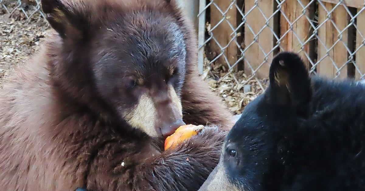Reward Offered After Sow Poached In Colorado Leaving 2 Cubs Behind ...