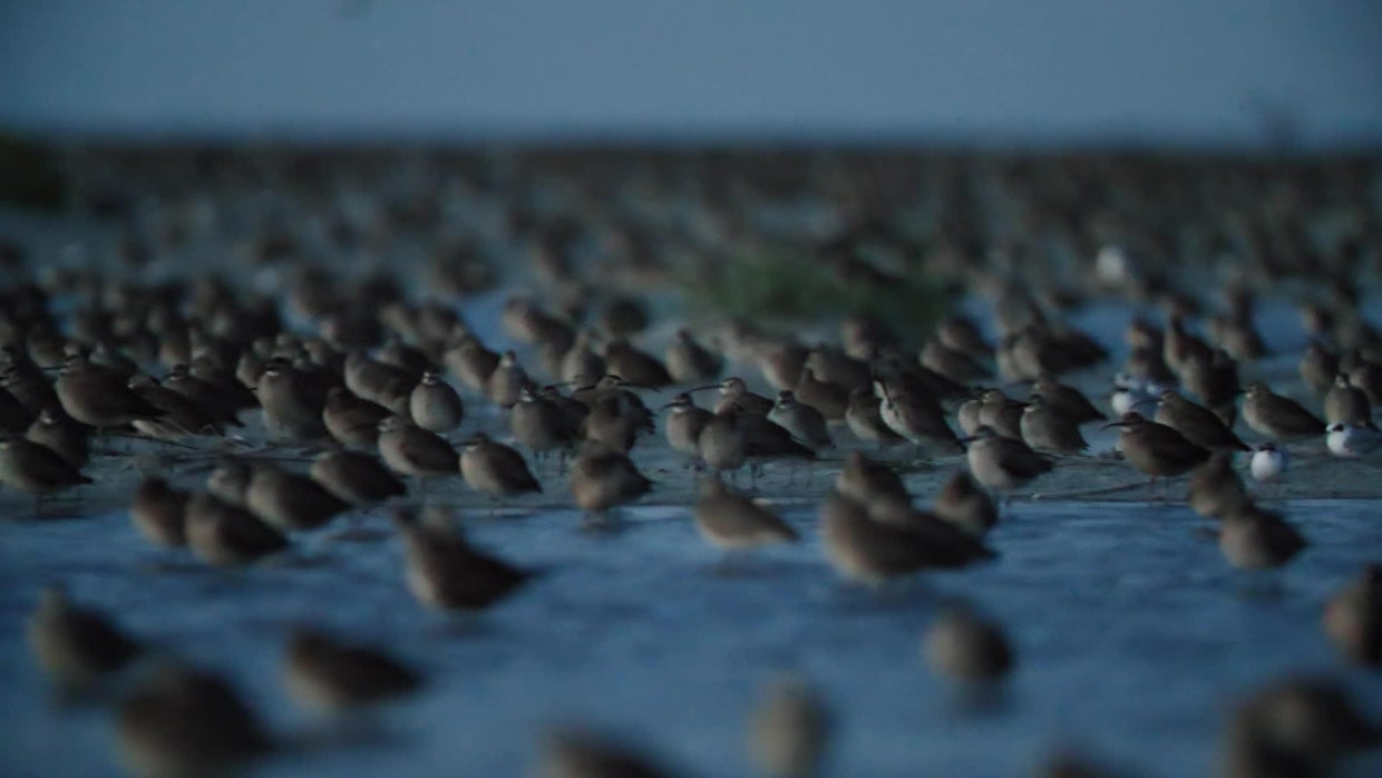 A migration odyssey: Tagging whimbrel shorebirds - CBS News