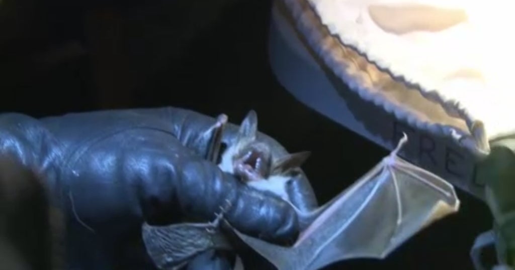 Scientists Draw Blood To Try To Figure Out Why Bats Live Such Long and ...