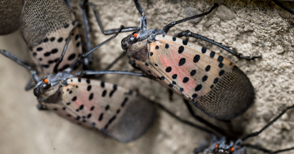 Department Of Agriculture Canvasses Western Counties For Spotted ...