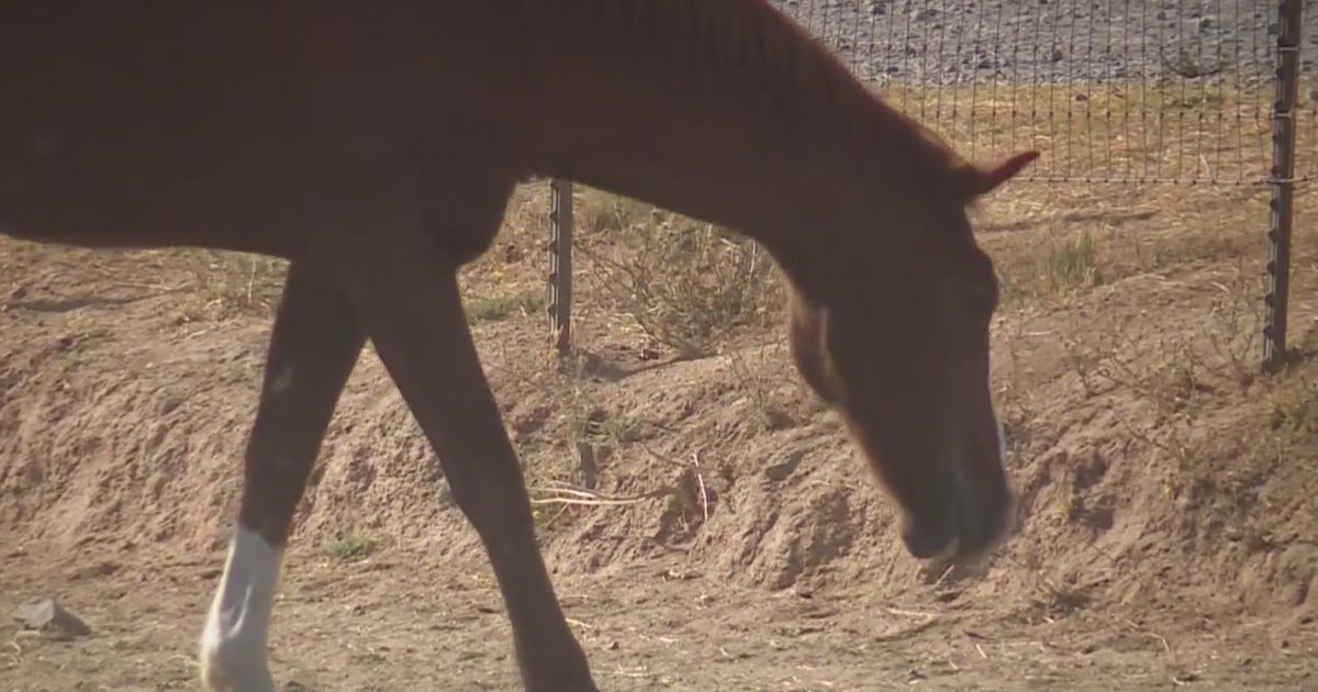 Sacramento County Boots Gibson Ranch Horse Riding Operator After 8-Year ...