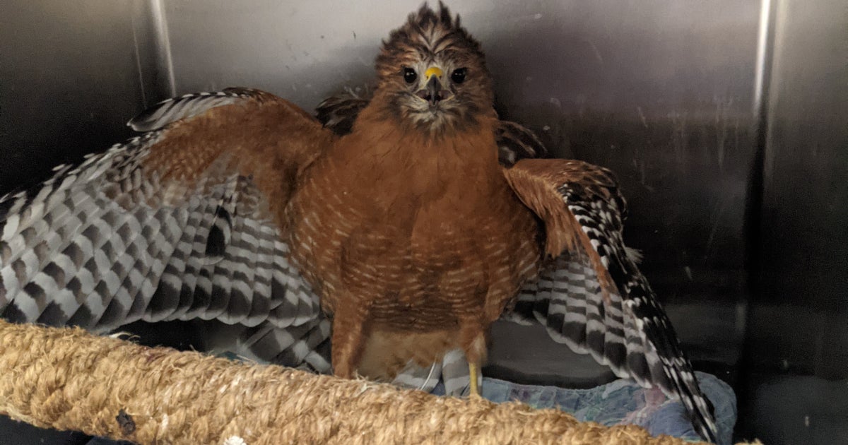 Salinas Firefighters Rescue Entangled Hawk from Tree - CBS San Francisco