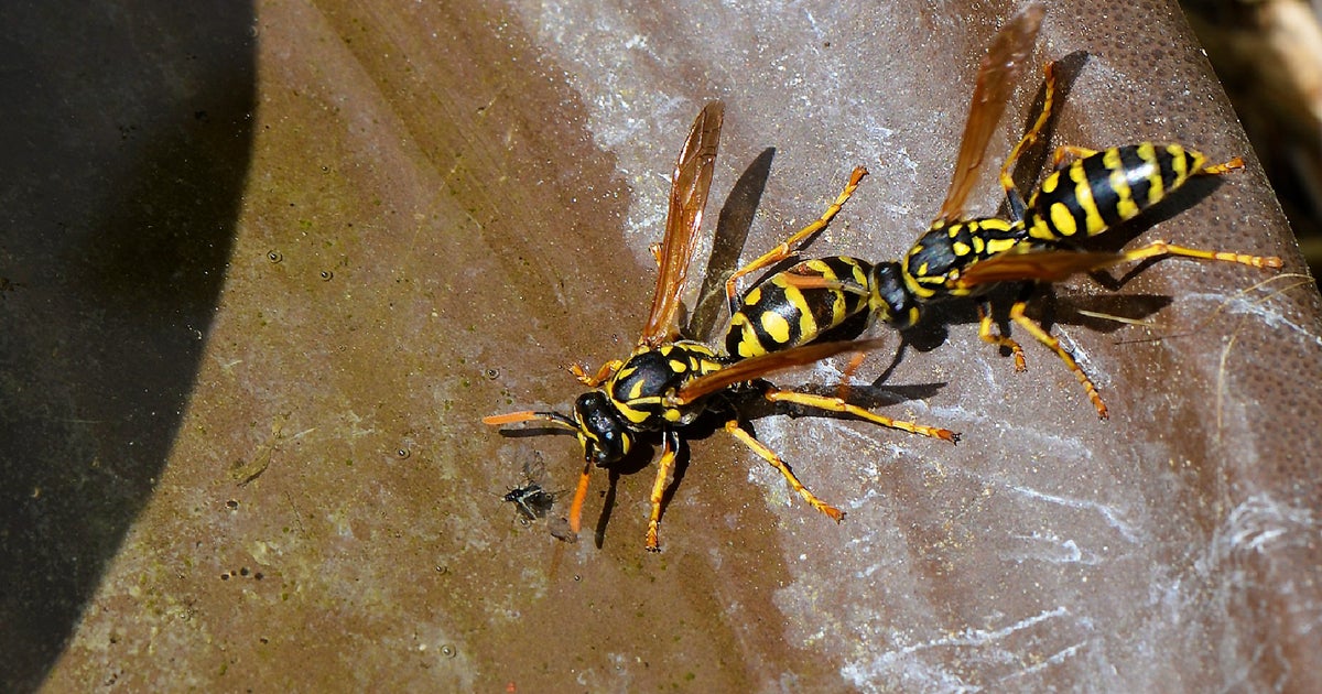 'Intense' Yellowjacket Activity Reported Around Sacramento Area, Vector ...