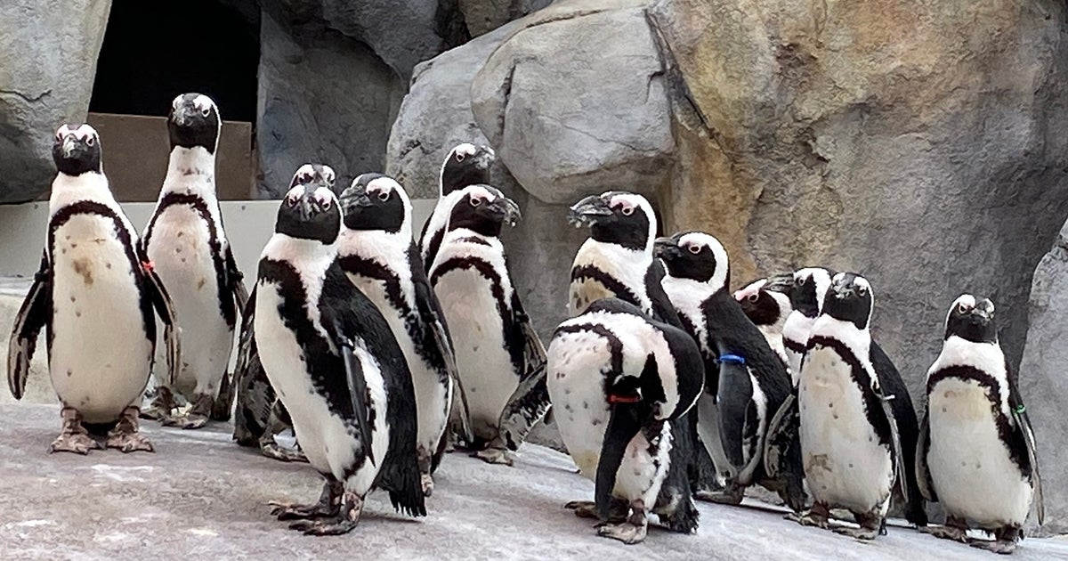 What Does It Take To Design A Penguin Habitat? Builder Talks About New ...