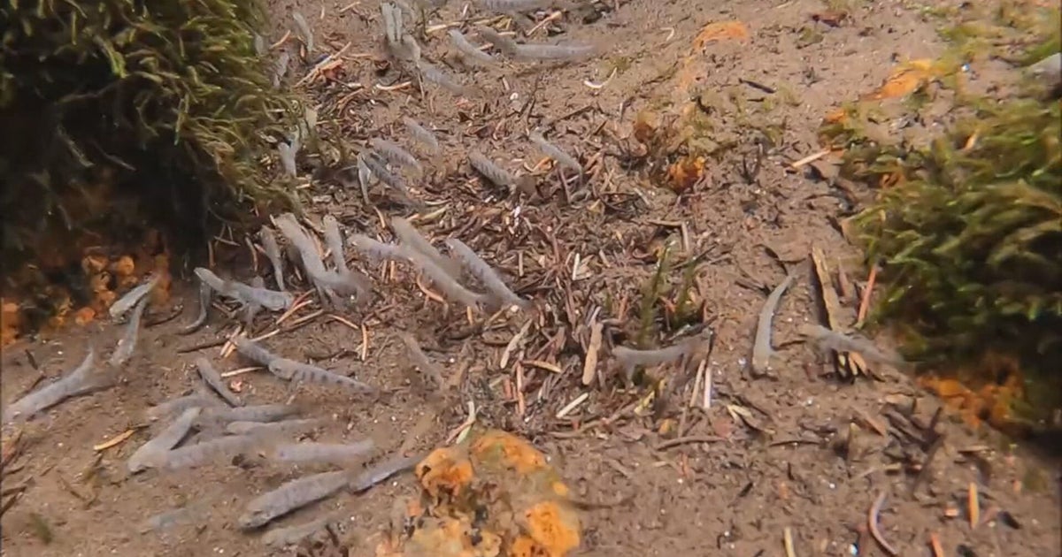 Parks And Wildlife Team Hikes Pikes Peak To Stock Unique Cutthroat ...