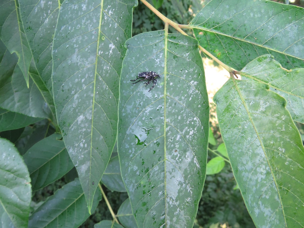 Spotted lanternfly a "shocking" expense to homeowners - CBS News