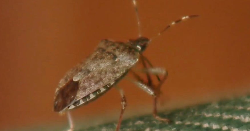 Stink Bugs Causing Major Headaches, Despite Posing No Harm: 'They'll ...