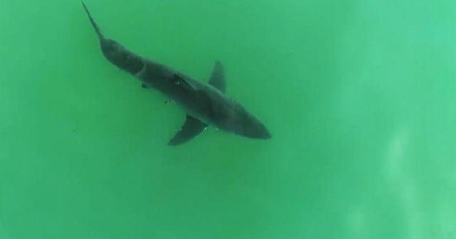 Researchers tag juvenile great white sharks off California beach to ...
