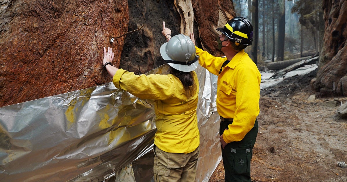 Sequoia National Park Fully Reopens Giant Forest After KNP Complex Fire ...