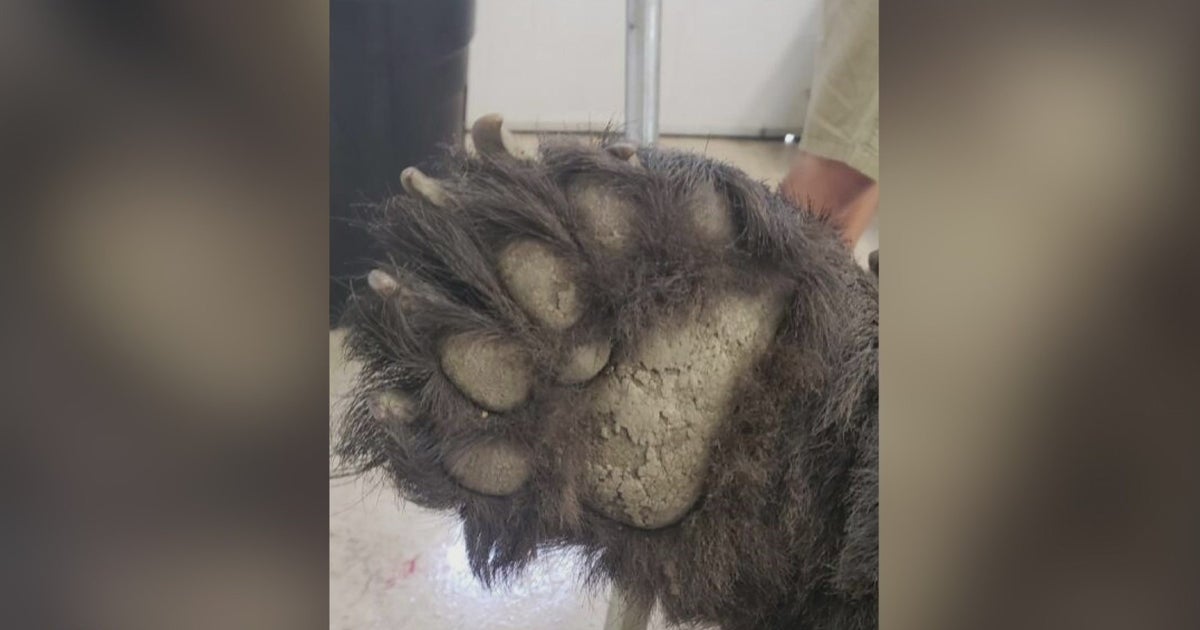 'It Was Unbelievable': Hunter Bags 600-Pound Bear In Western Wisconsin ...