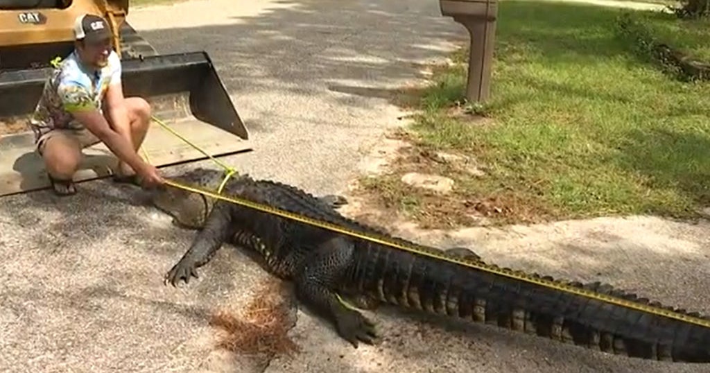 'I Said We Might Need A Bigger Boat': North Florida Hunters Bagged ...