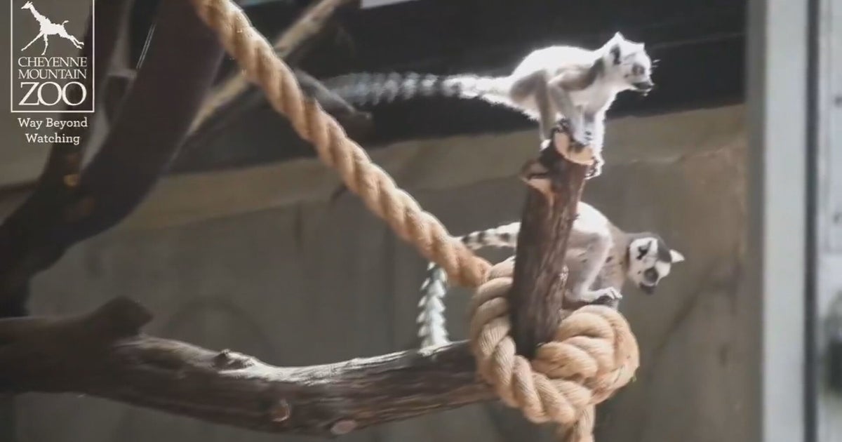 3-Month-Old Ring-Tailed Lemur Twins Bounce Around Cheyenne Mountain Zoo ...