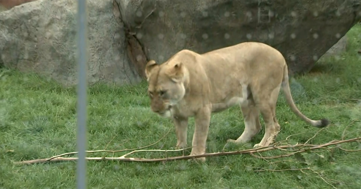 Renovated Lion House Reopens At Lincoln Park Zoo - CBS Chicago