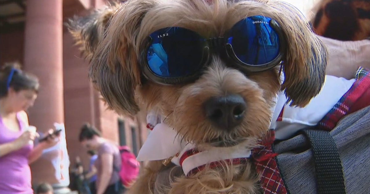 Philadelphia's Furry Friends Celebrate Howl-O-Ween - CBS Philadelphia