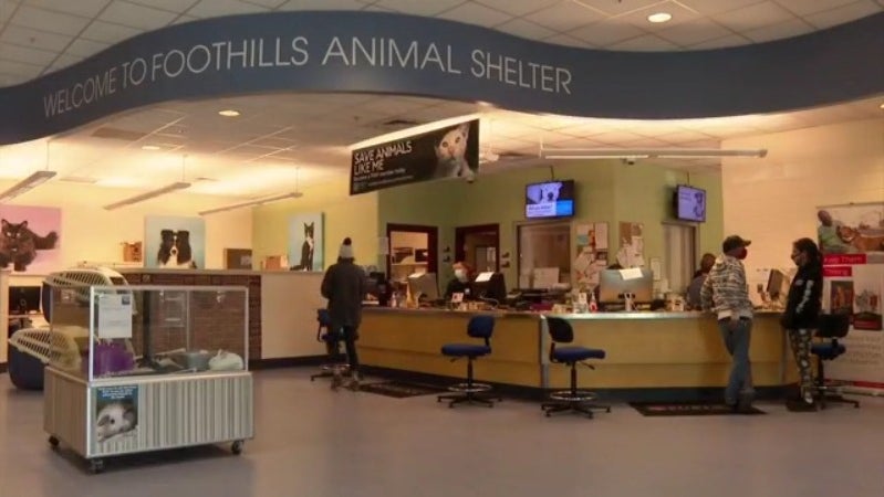 Foothills Animal Shelter Golden Colorado