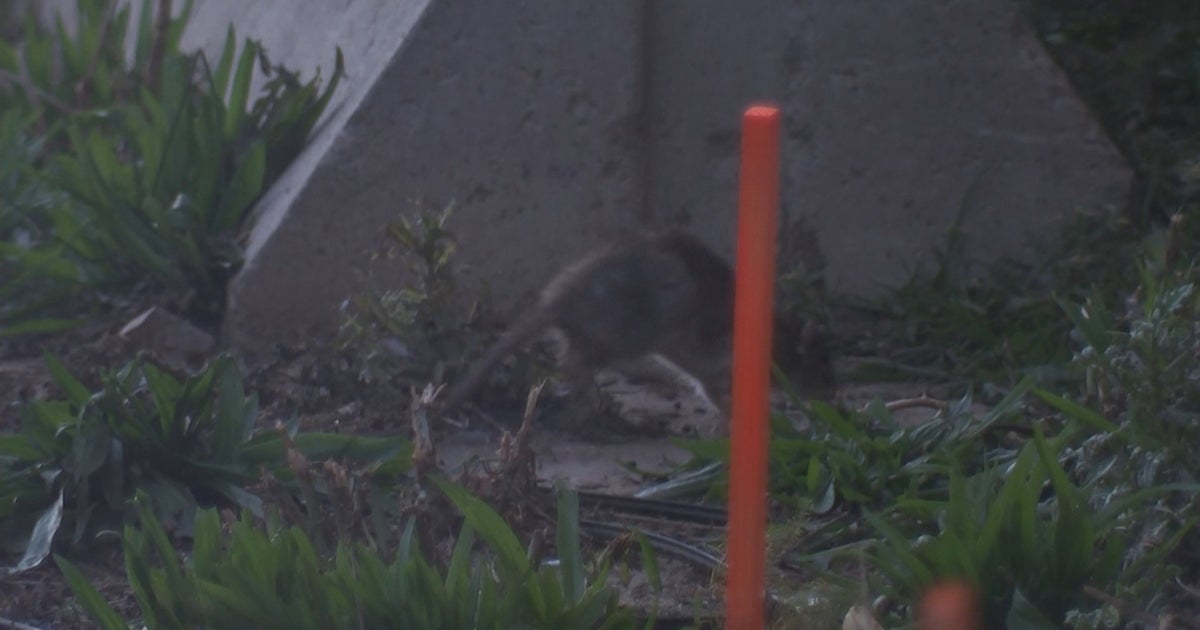 North Philadelphia Rat Infestation 'Subsiding And Leaving Slowly' After ...
