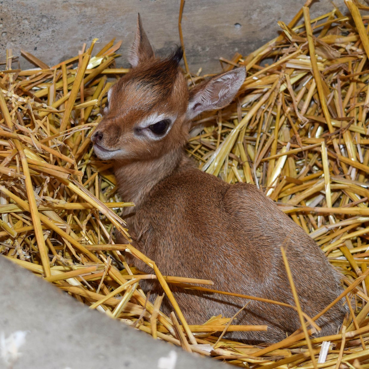 Brookfield Zoo Shares Photos Of Newborn Kirk's Dik-Dik, A Tiny Antelope ...