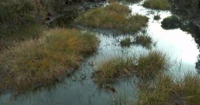 Environmentalists fight to protect peat bogs essential to balancing ...