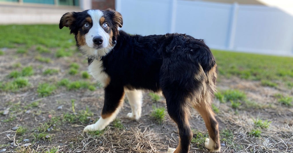 9 'Aussie' Shepherd Puppies Up For Adoption With The MSPCA - CBS Boston